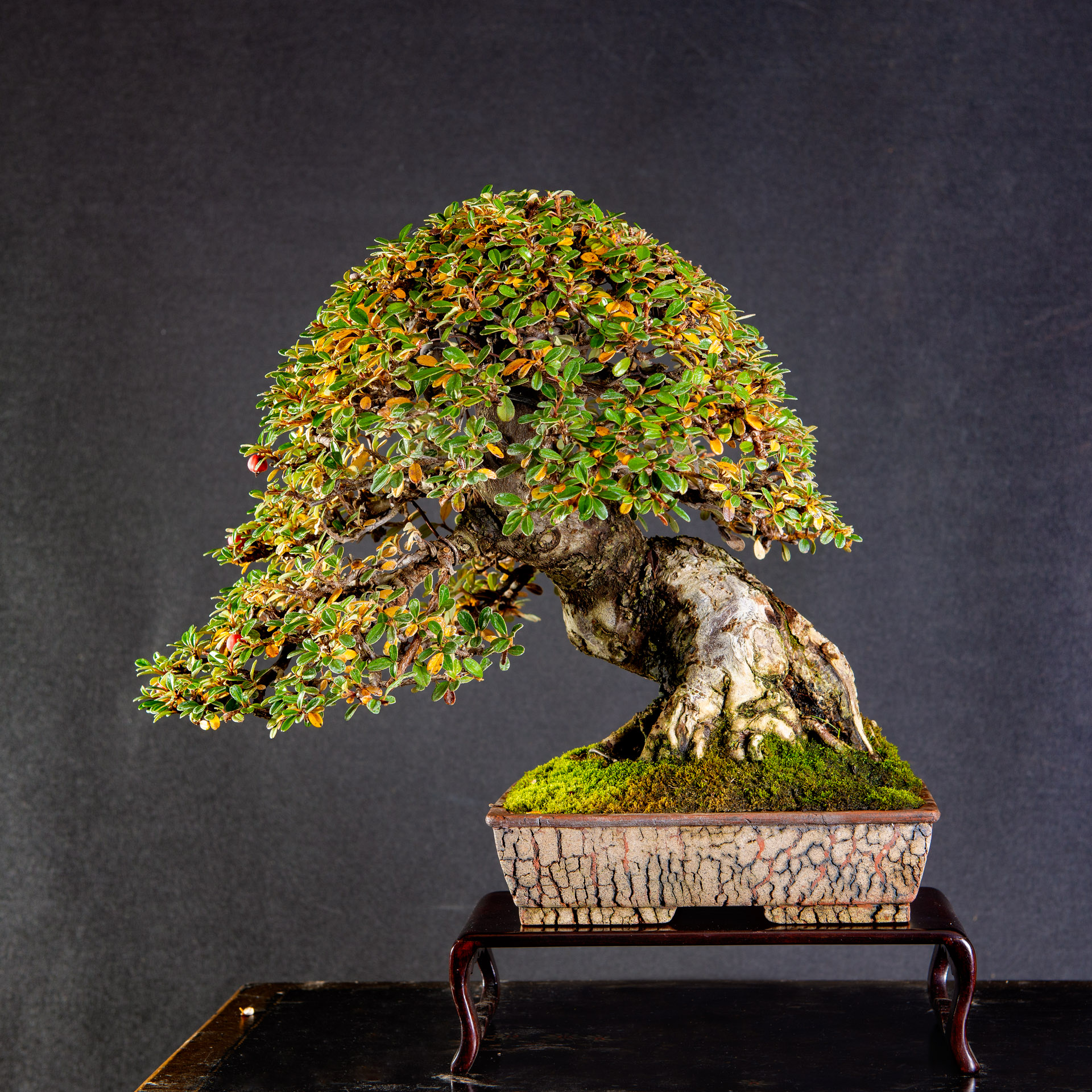 Pyracantha – Bonsai Today