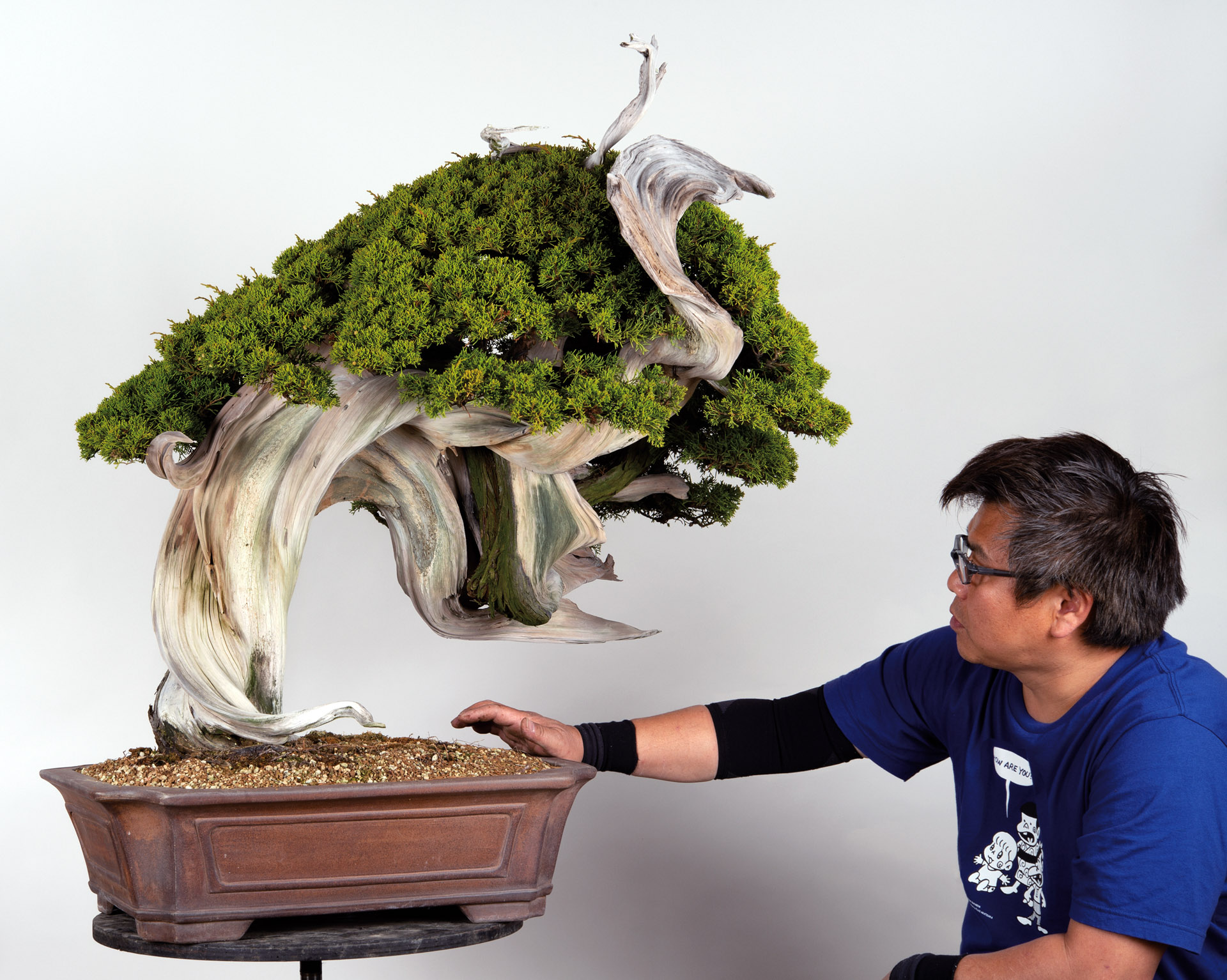 Can You Restyle A Bonsai Masterpiece Bonsai Today