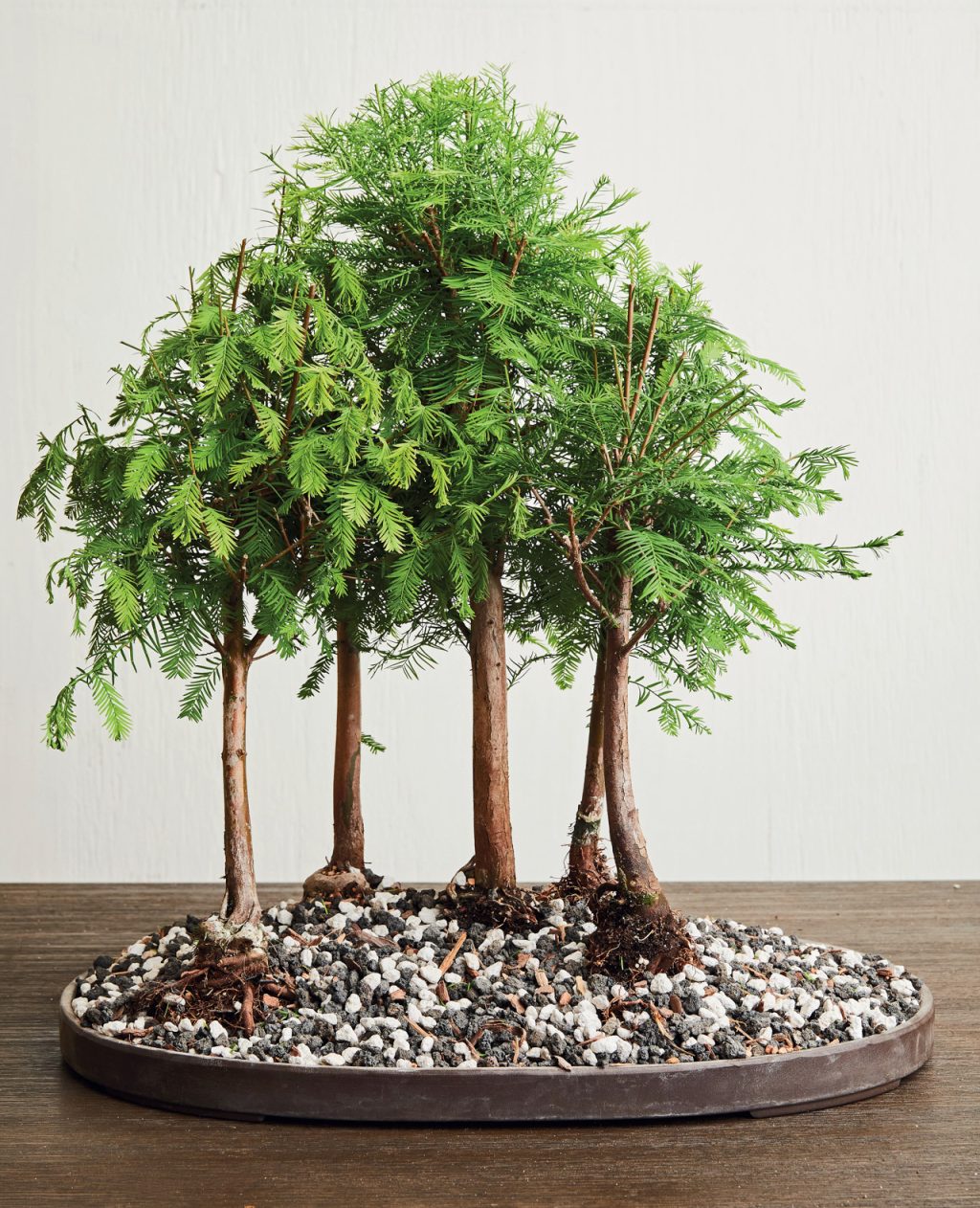 An easy forest planting – Bonsai Today