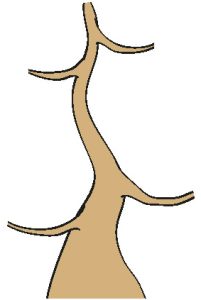 The branches – Bonsai Today