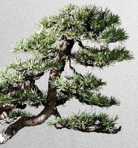 The branches – Bonsai Today