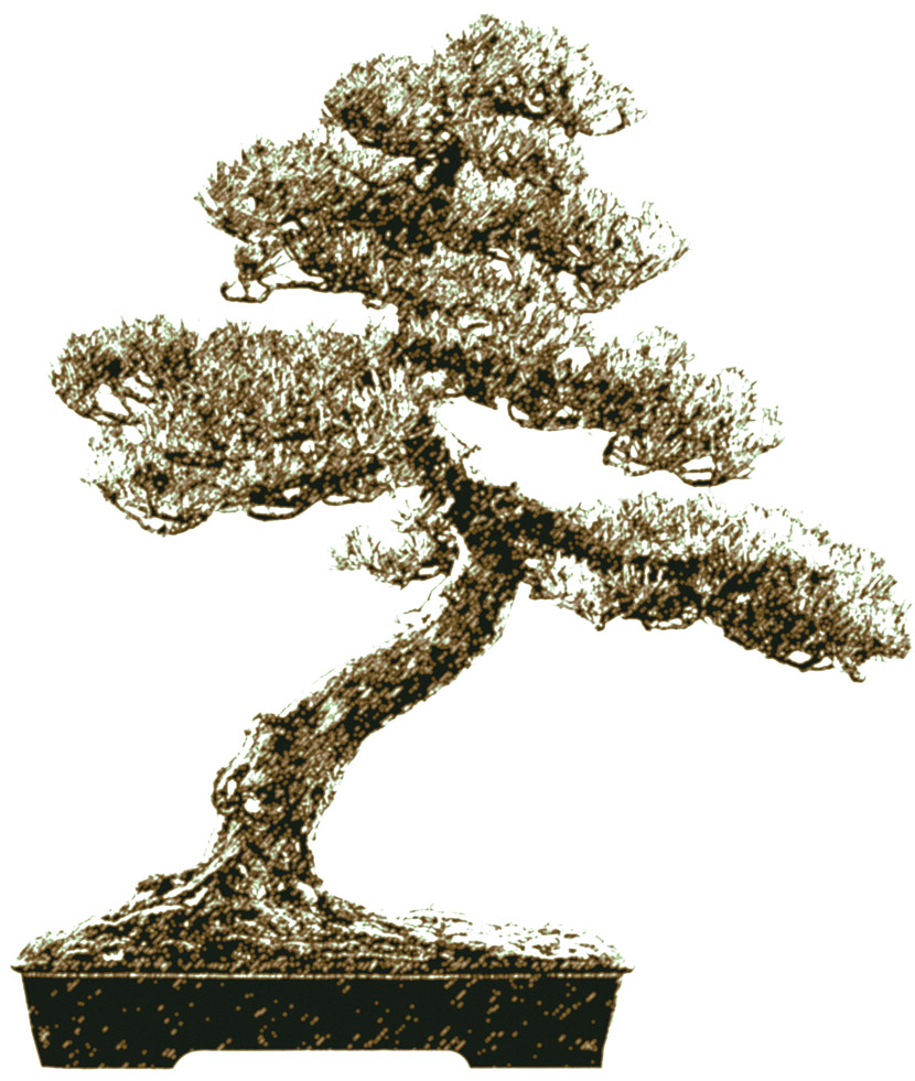 The trunk – Bonsai Today