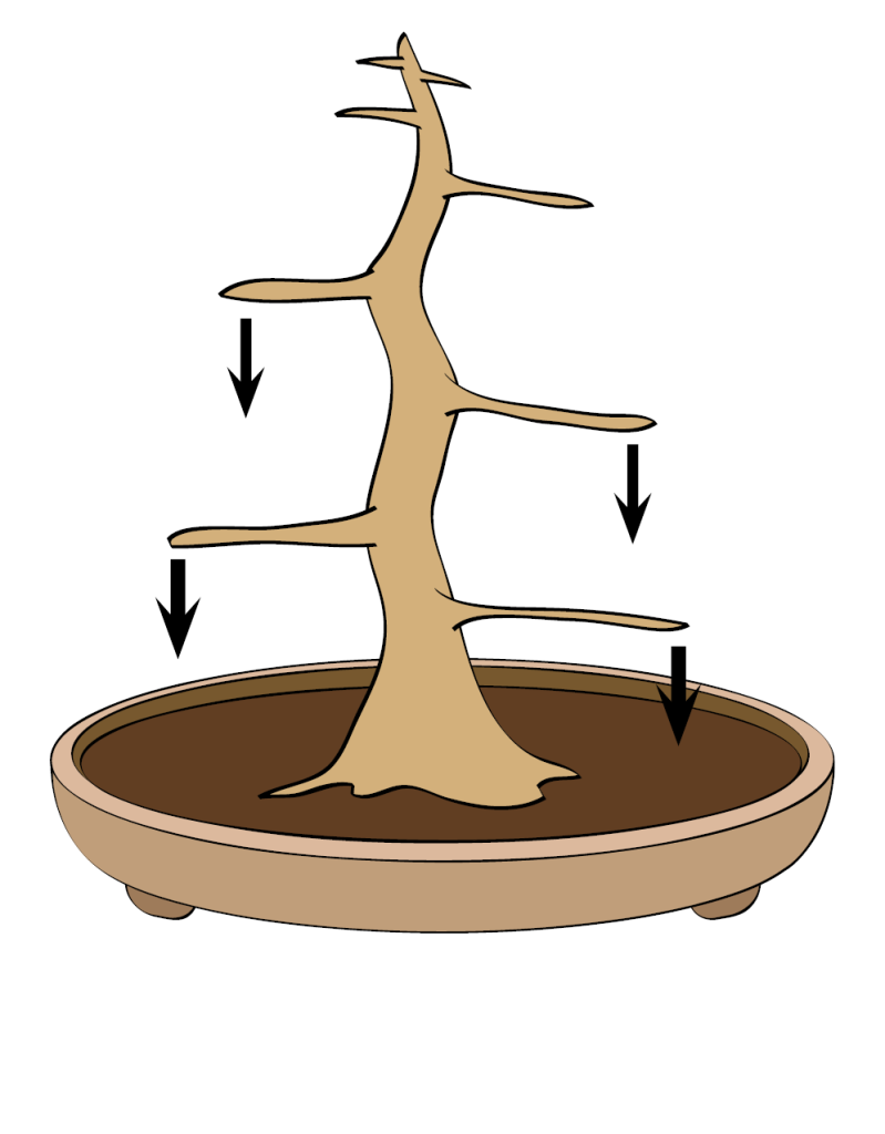 The branches – Bonsai Today