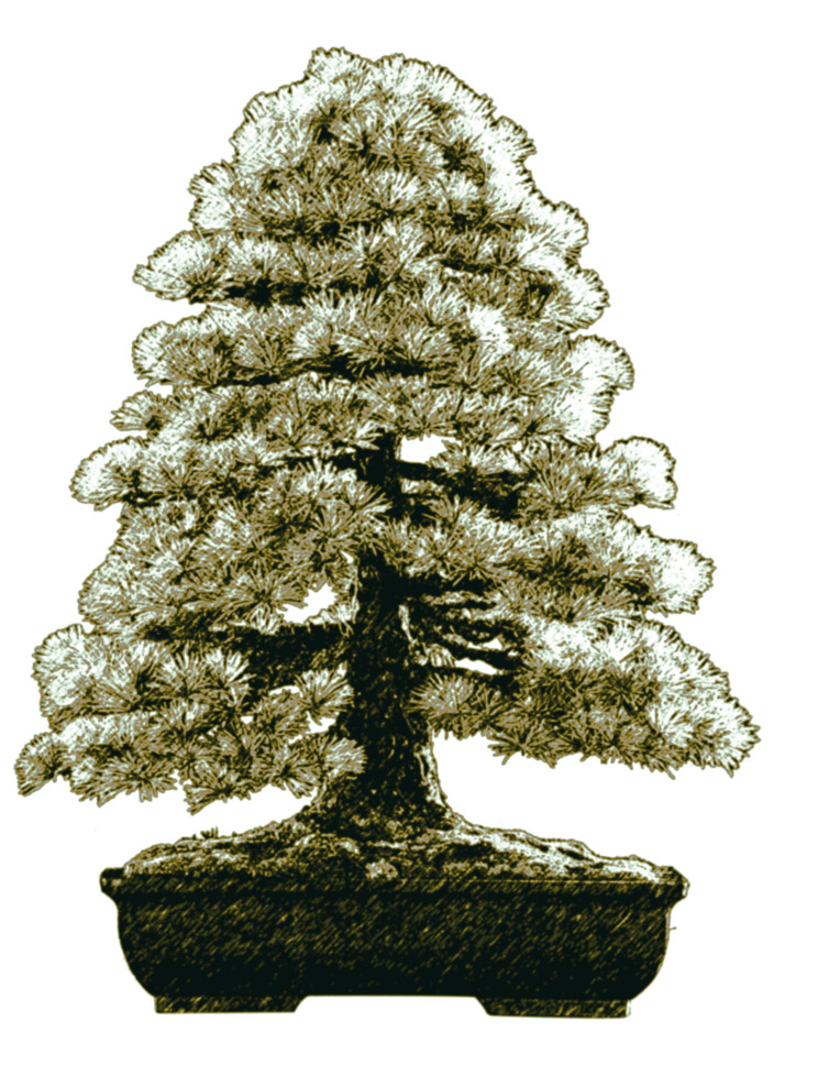 The trunk – Bonsai Today