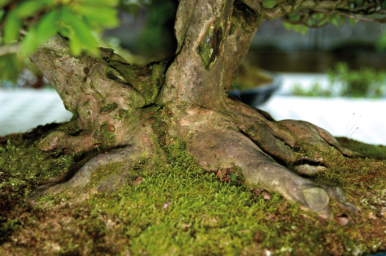 The roots – Bonsai Today