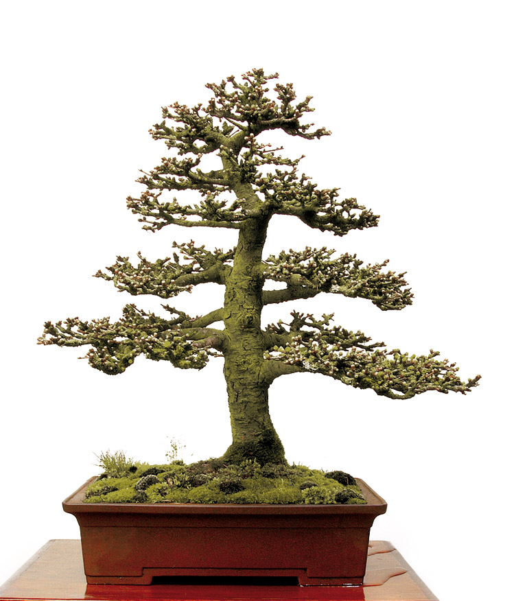 The trunk – Bonsai Today