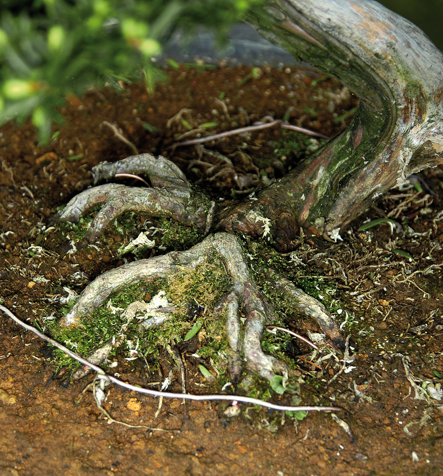 The roots – Bonsai Today