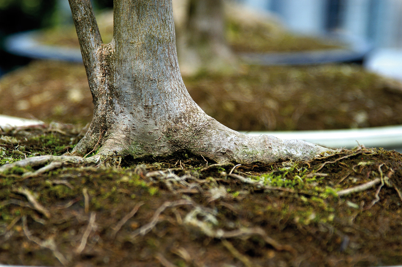 The roots – Bonsai Today