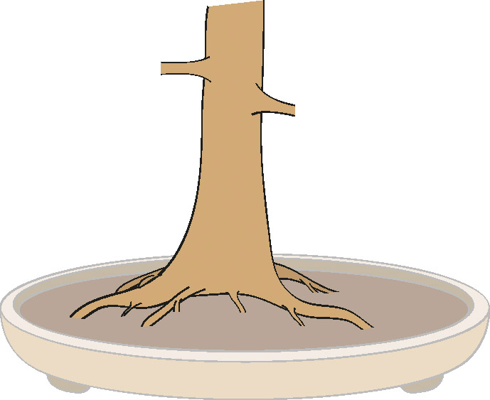 The roots – Bonsai Today