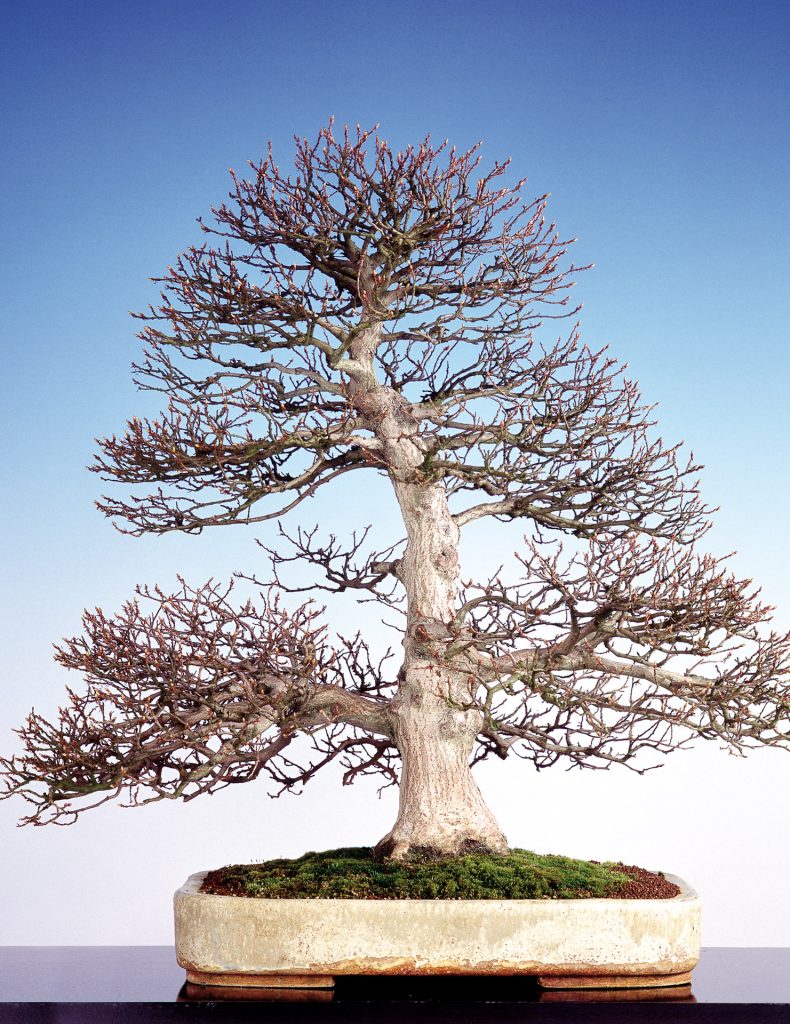 The trunk – Bonsai Today
