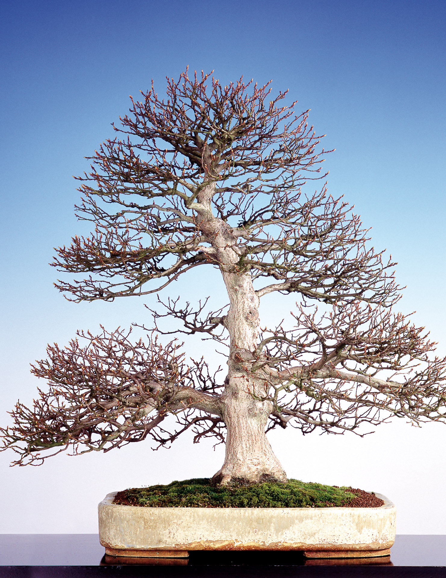 The trunk – Bonsai Today