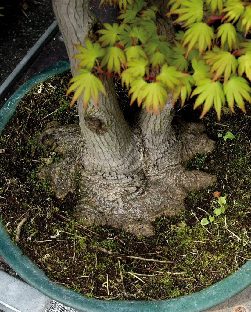 The roots – Bonsai Today
