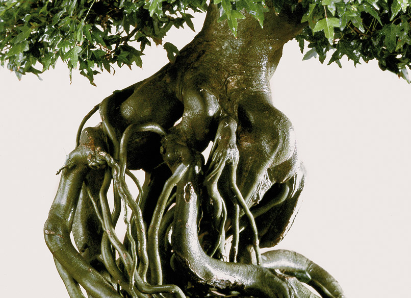 The roots – Bonsai Today