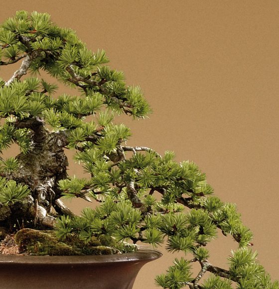 The branches – Bonsai Today