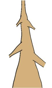 The branches – Bonsai Today