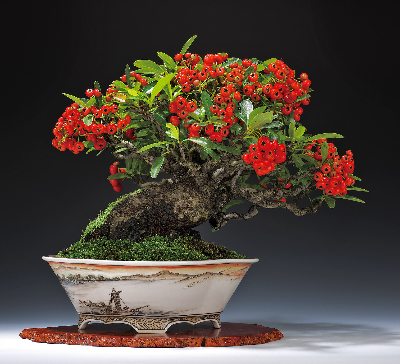 Pyracantha – Bonsai Today