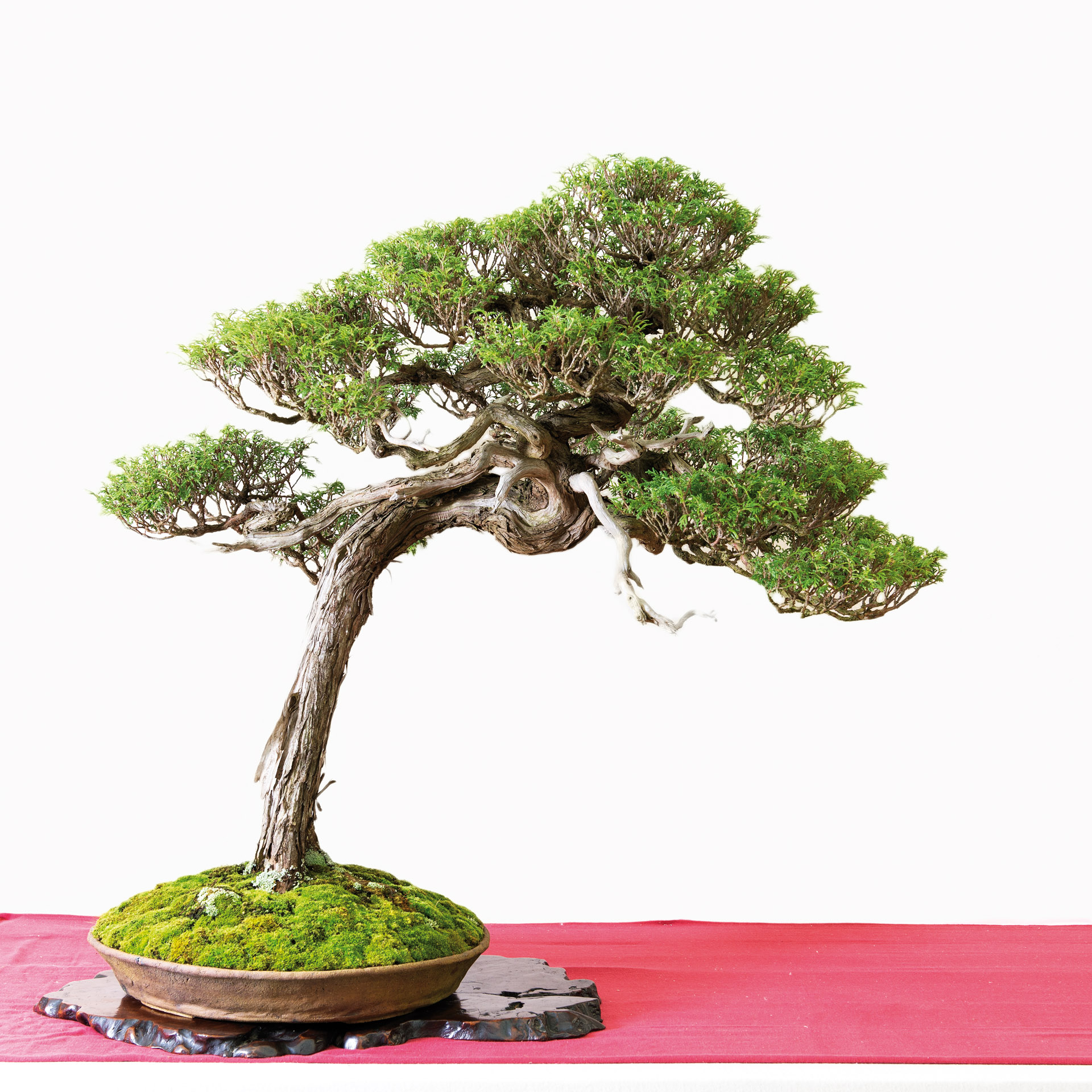 Cupressus – Bonsai Today