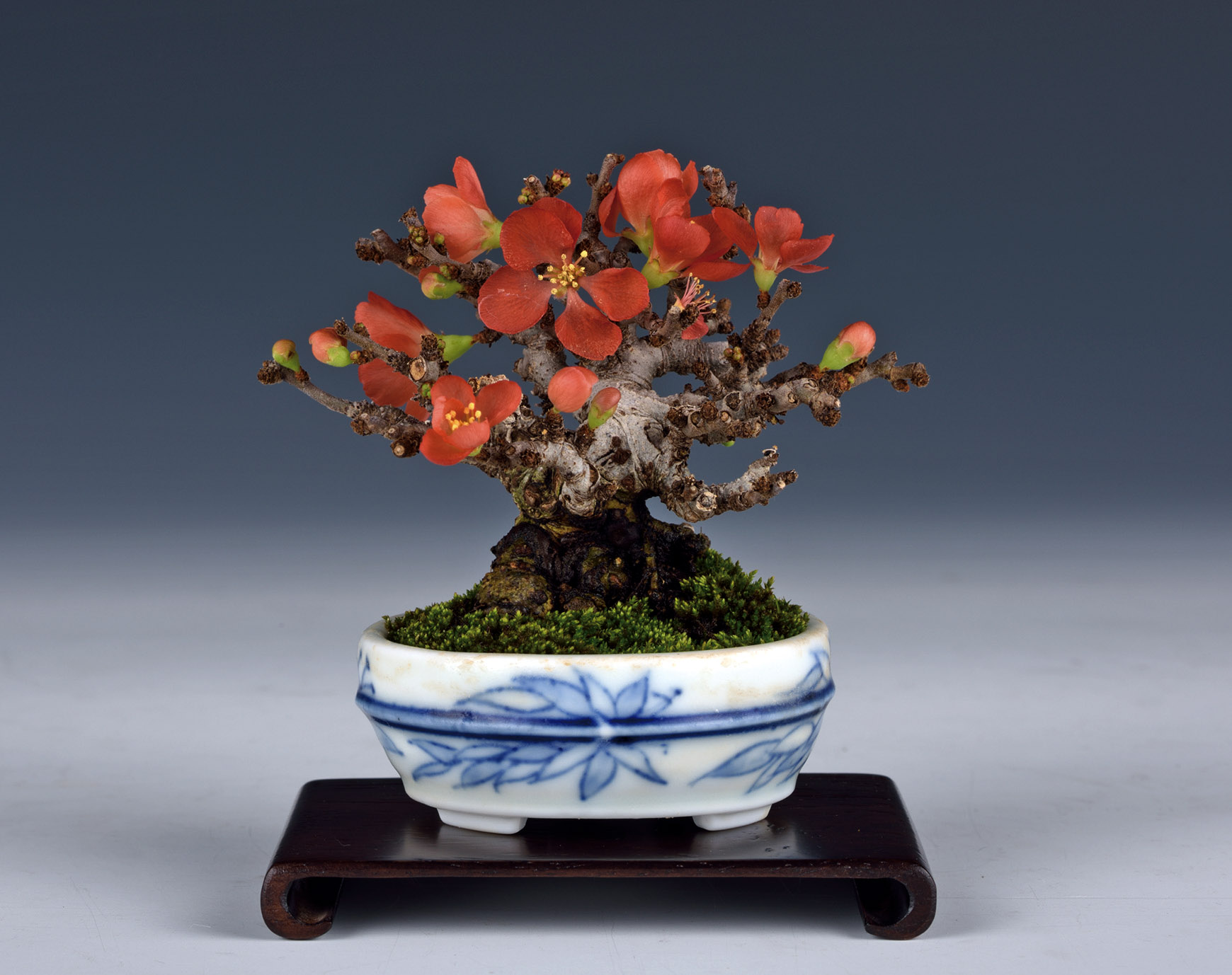 Kabudachi Bonsai Today