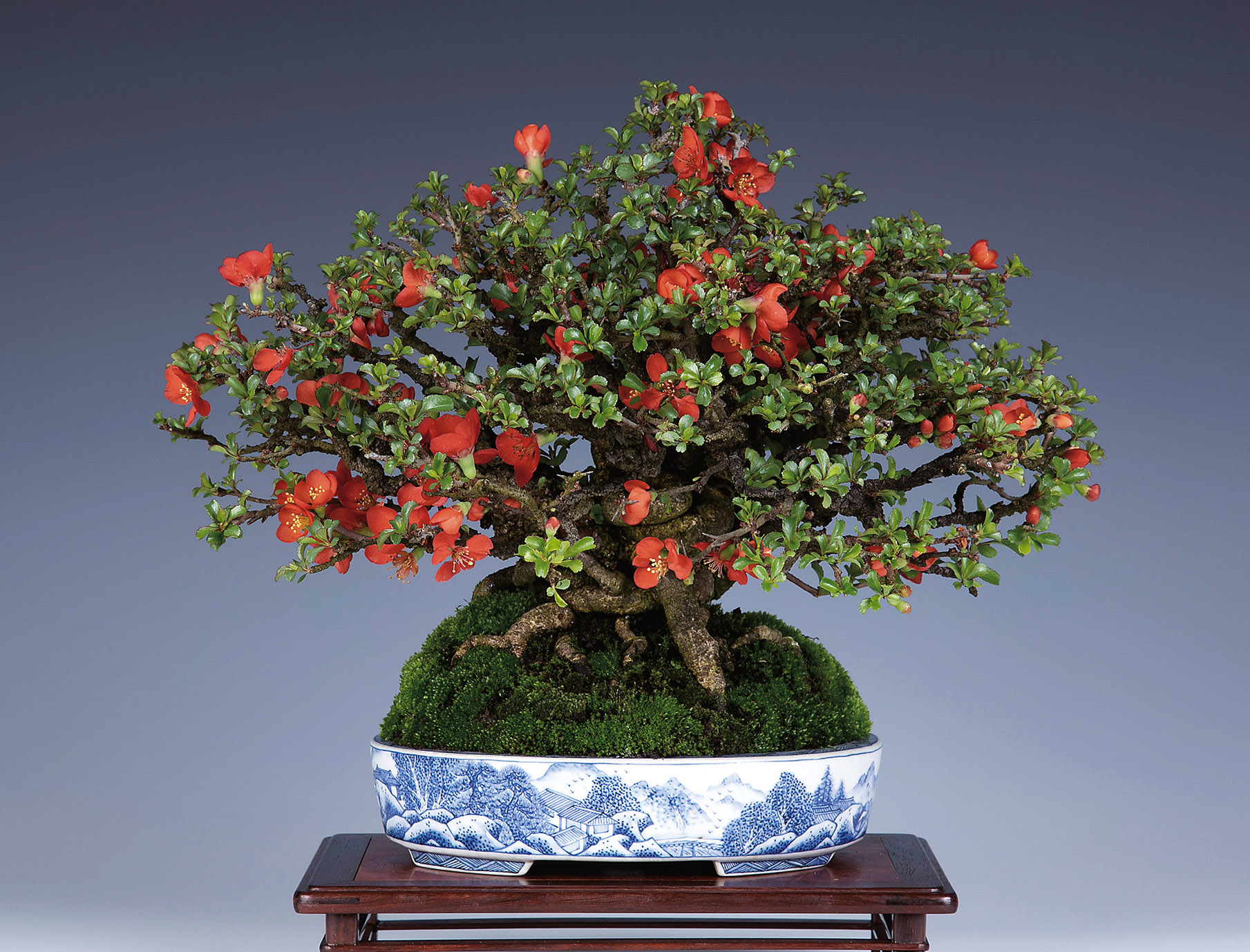 Kabudachi – Bonsai Today