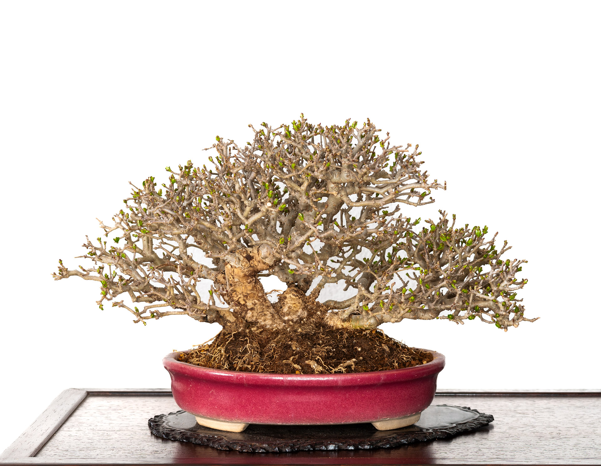 ‘Clumpsy’ style? – Bonsai Today