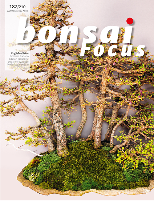 Bonsai Focus – Bonsai Today
