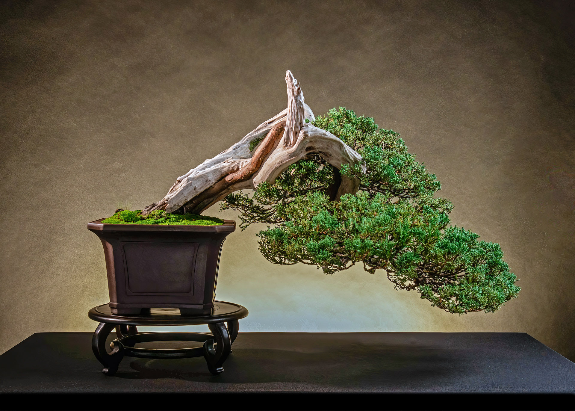 Eda Uchi Kai Ten – Bonsai Today