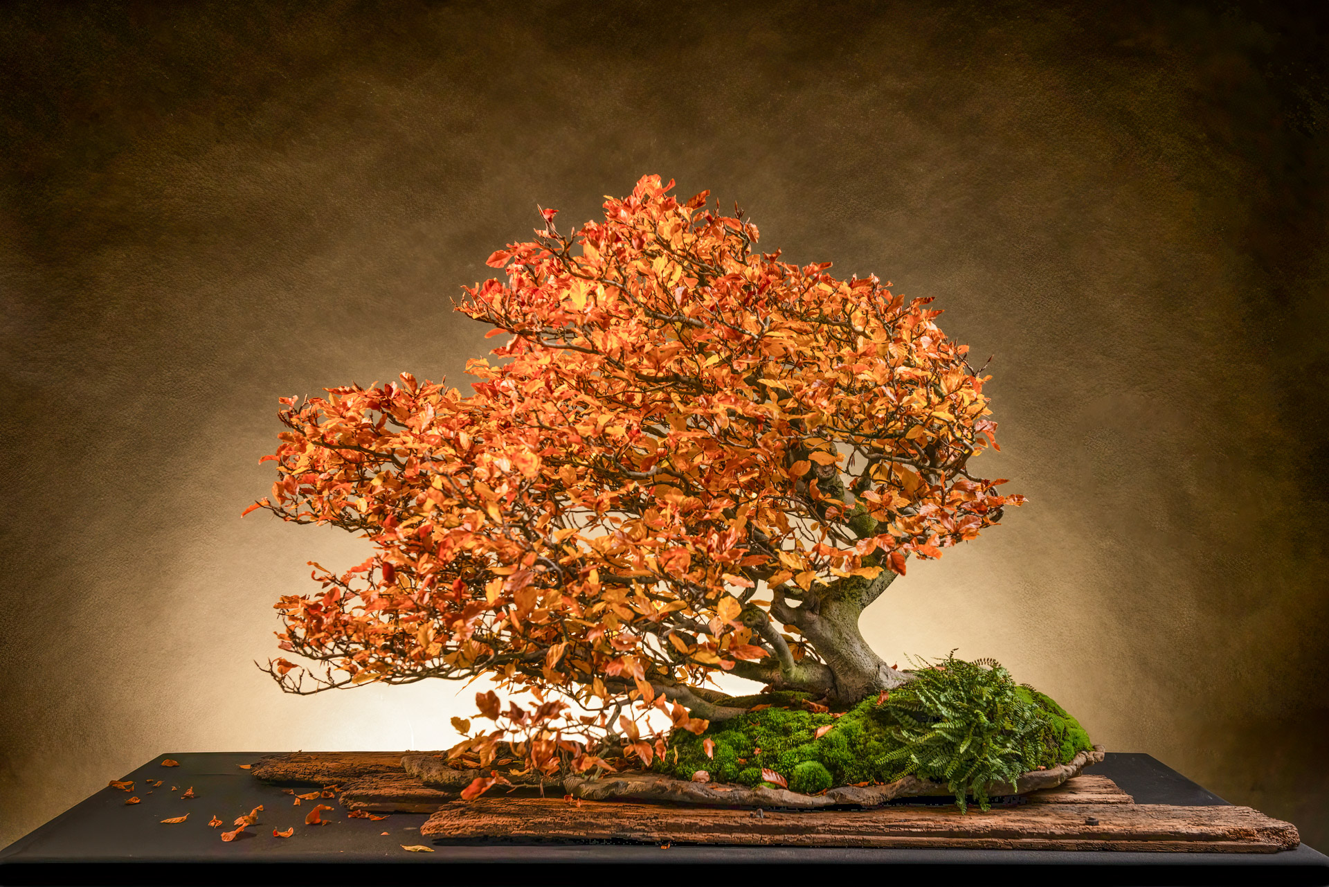Eda Uchi Kai Ten – Bonsai Today