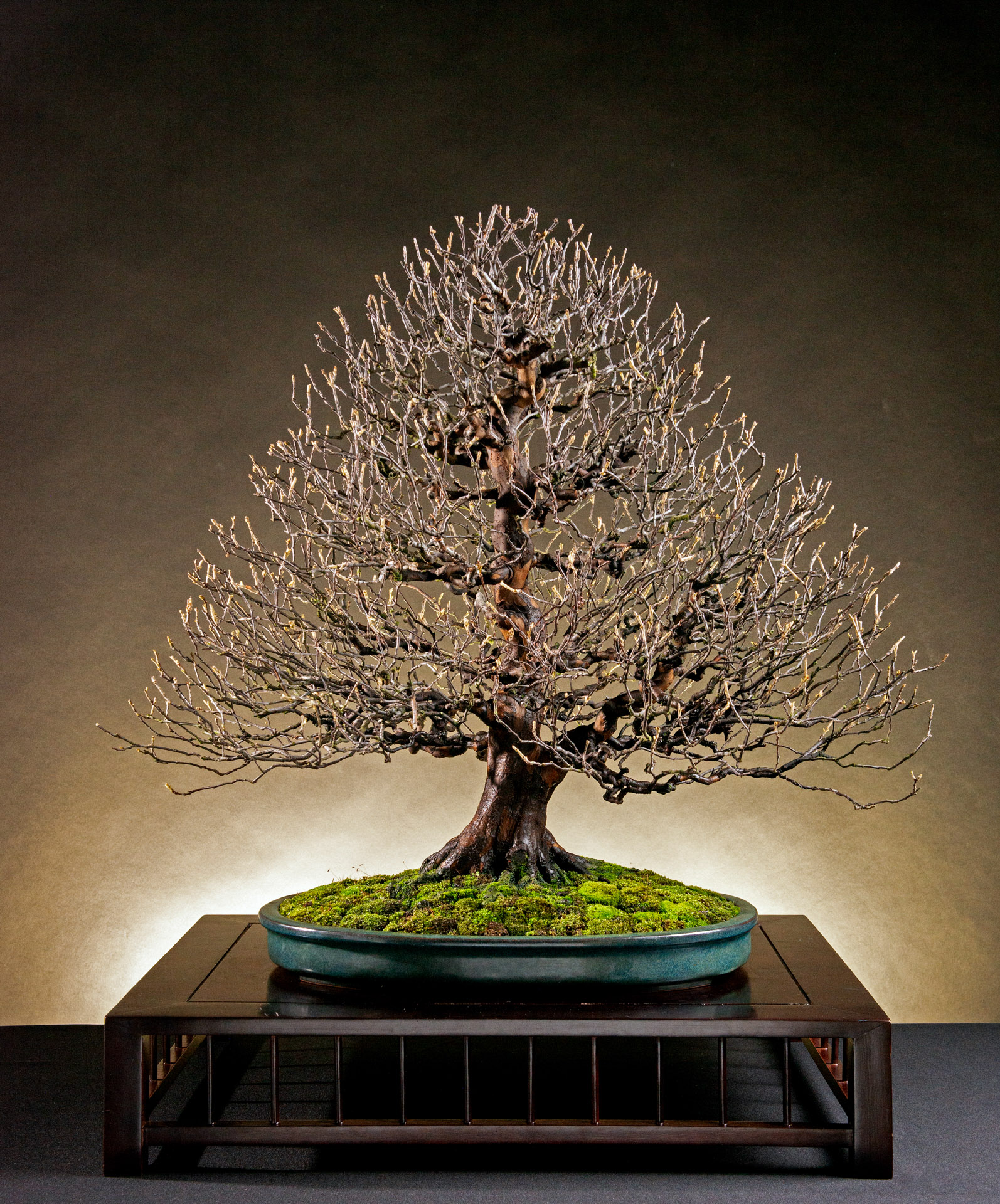 Eda Uchi Kai Ten – Bonsai Today