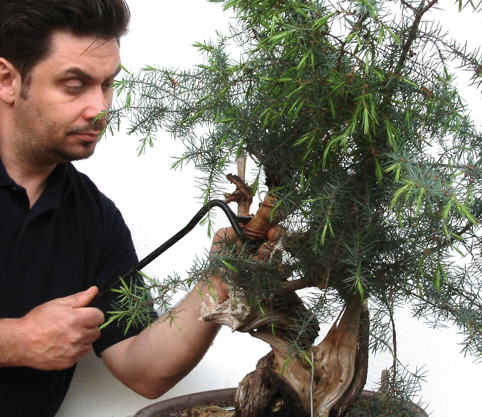 The ‘useless’ trunk – Bonsai Today