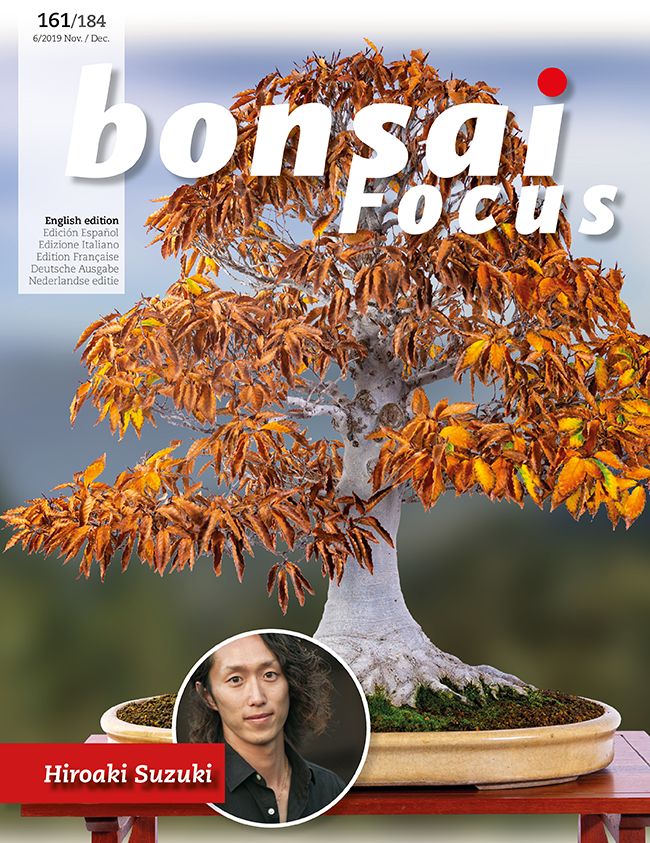 Bonsai Focus – Bonsai Today