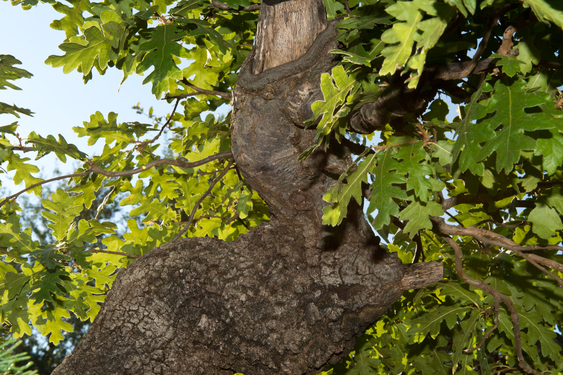 Sowing the seeds… Oak – Bonsai Today
