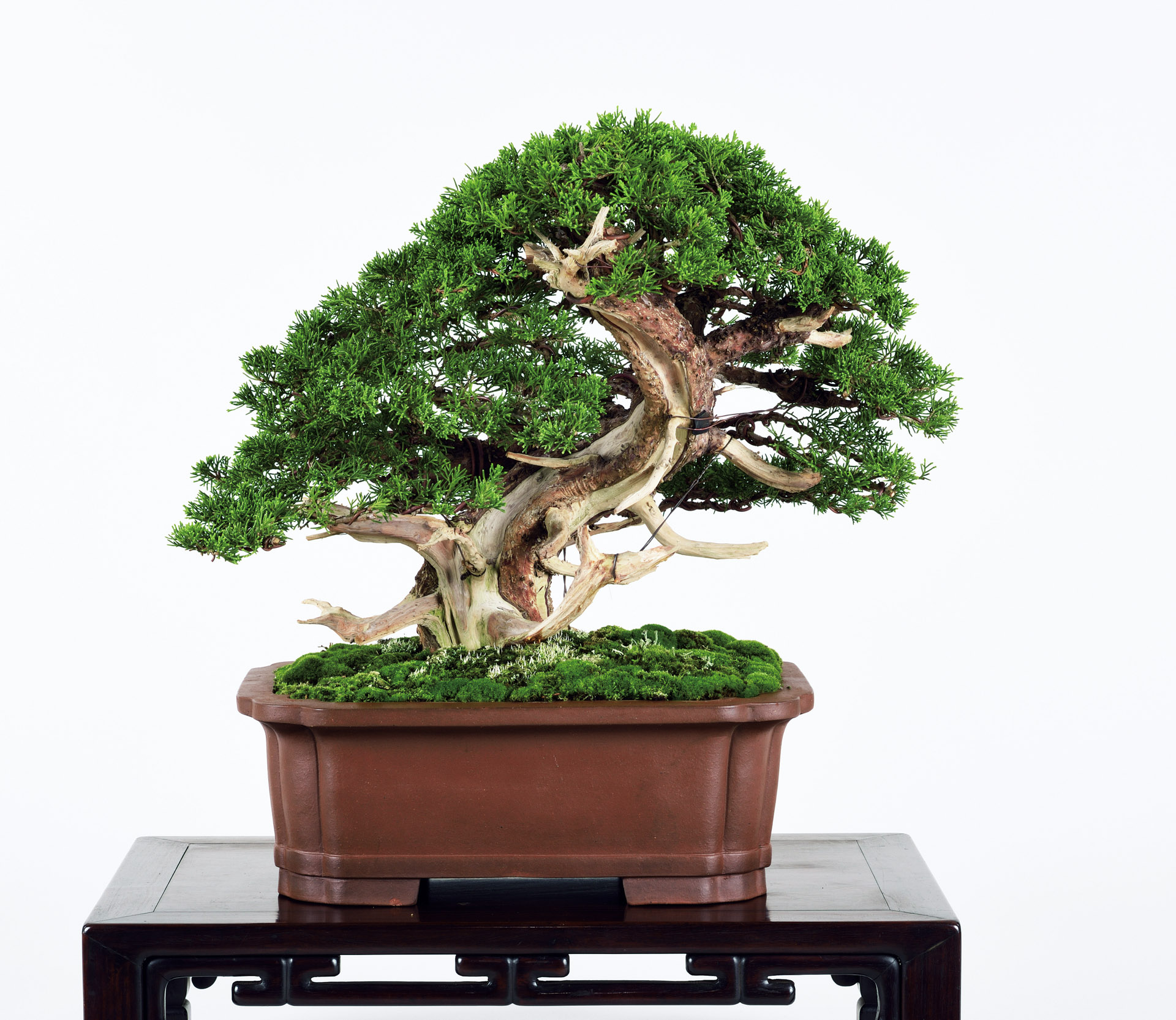 Who is Seong-Hoon? – Bonsai Today