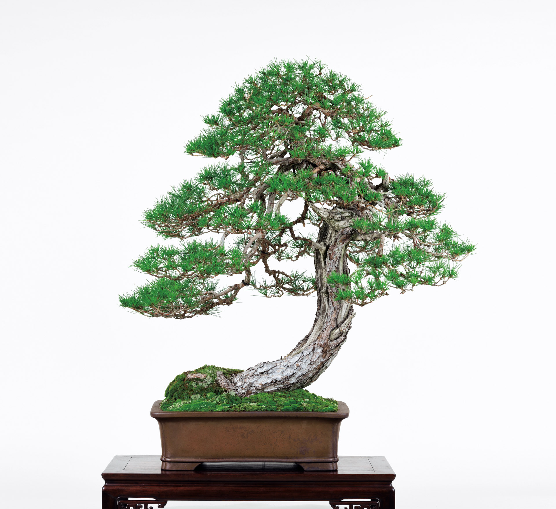 Who is Seong-Hoon? – Bonsai Today