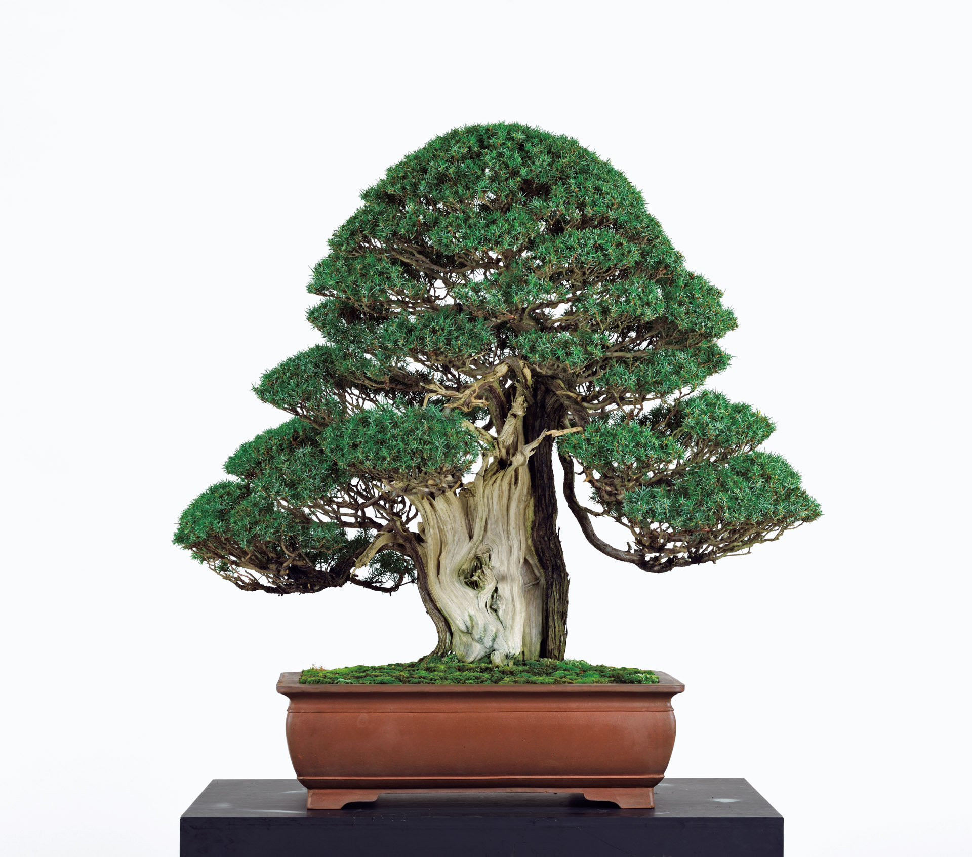 Who is Seong-Hoon? – Bonsai Today