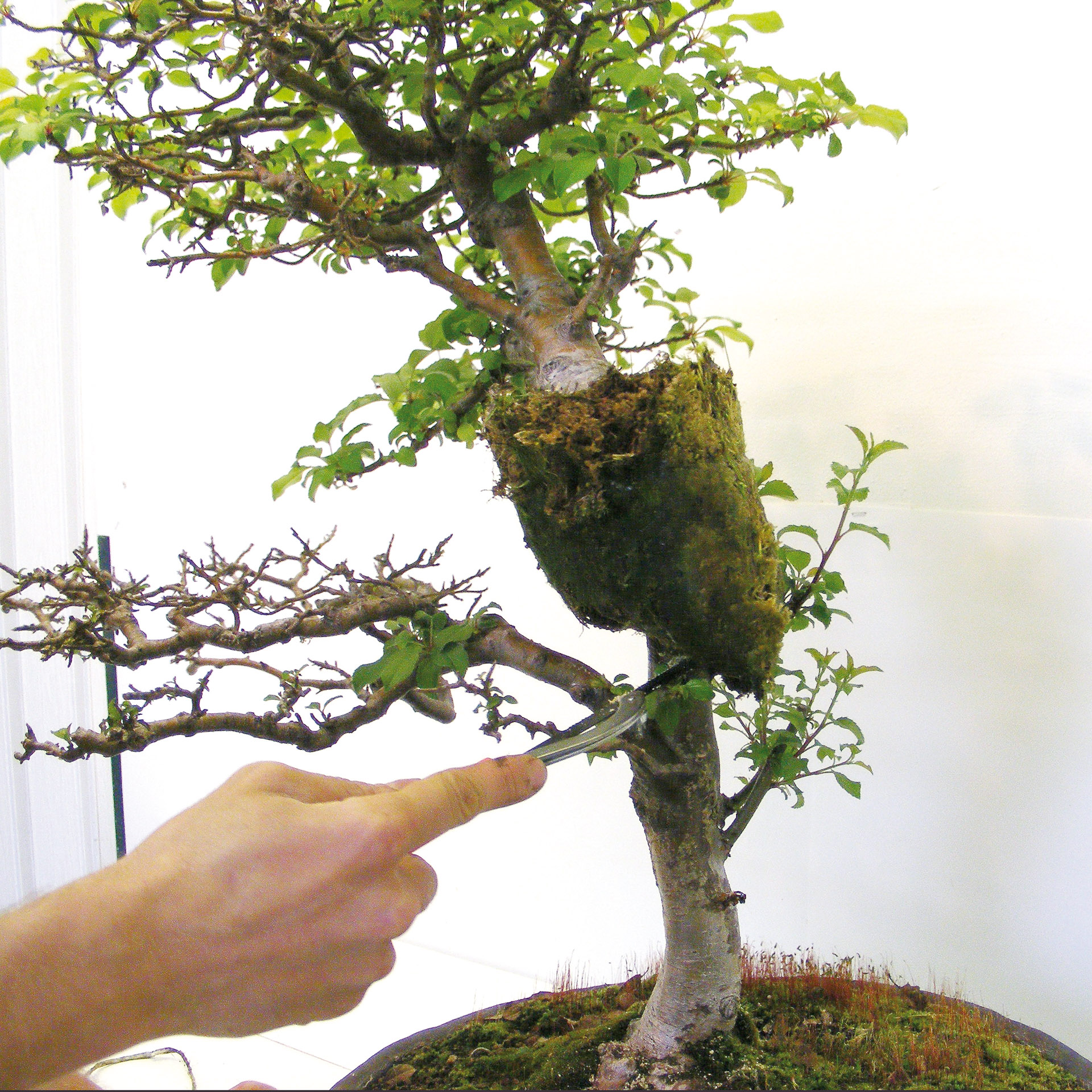 How to make more from one… – Bonsai Today