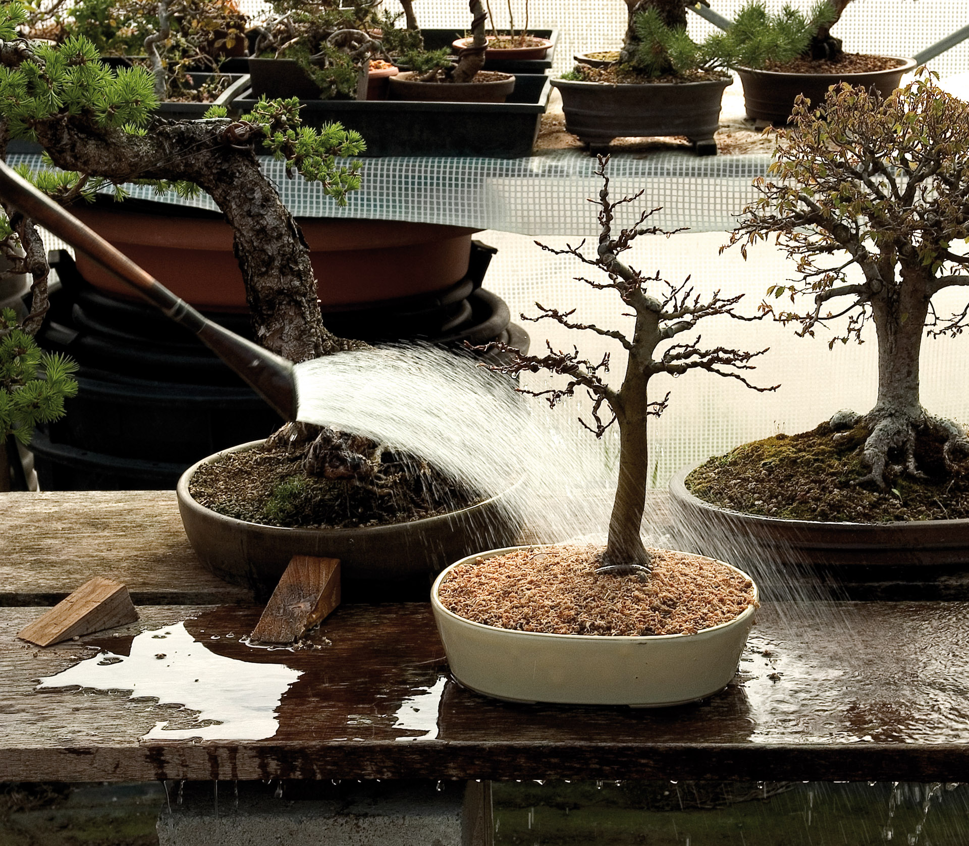 Top 10: Crazy and unusual Bonsai trees