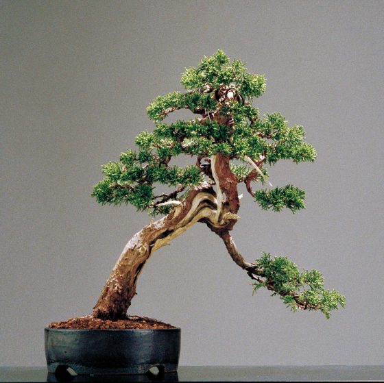 The balance – Bonsai Today