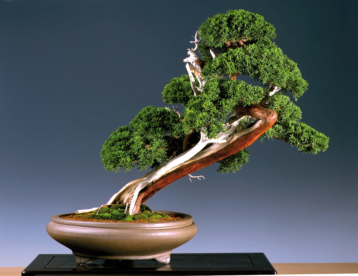 The balance – Bonsai Today