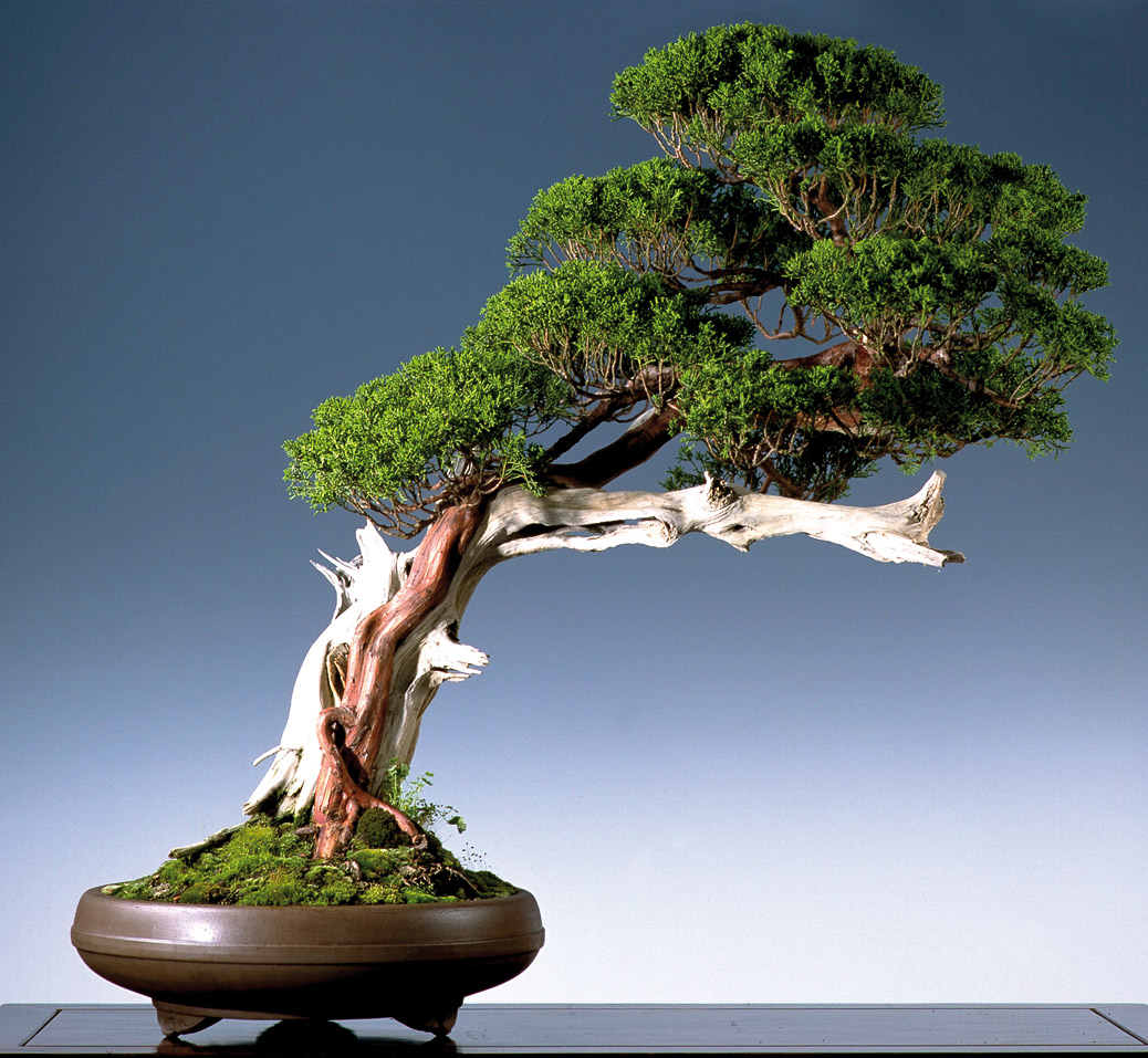 The balance – Bonsai Today