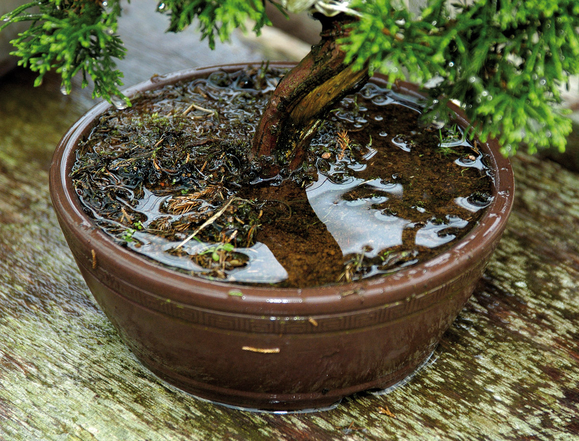 Repotting Bonsai Today