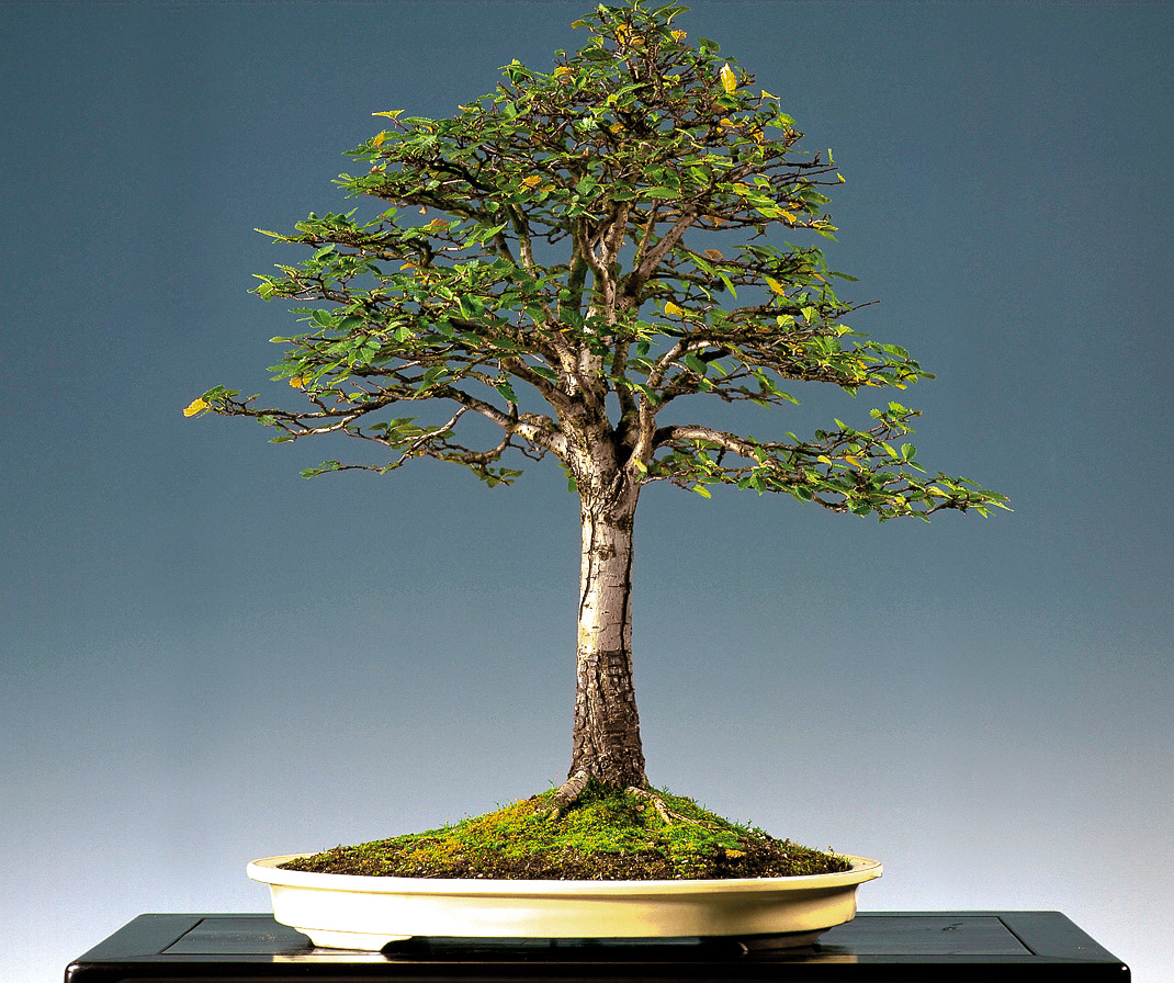 The balance – Bonsai Today