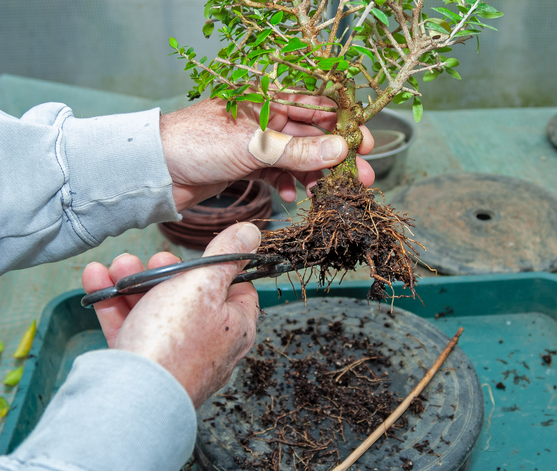 Repotting – Bonsai Today