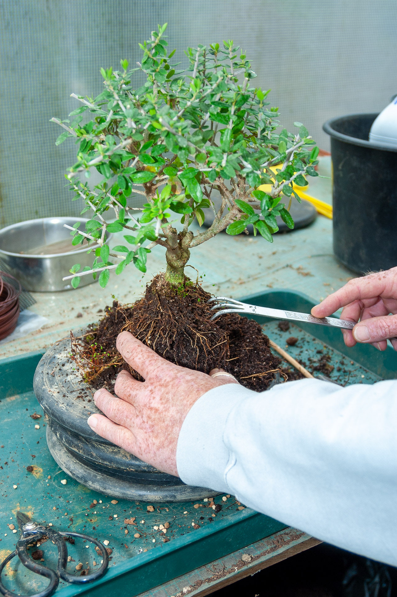 Repotting – Bonsai Today