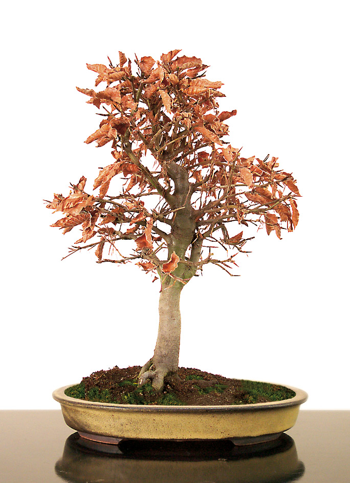 Which pot to choose? – Bonsai Today