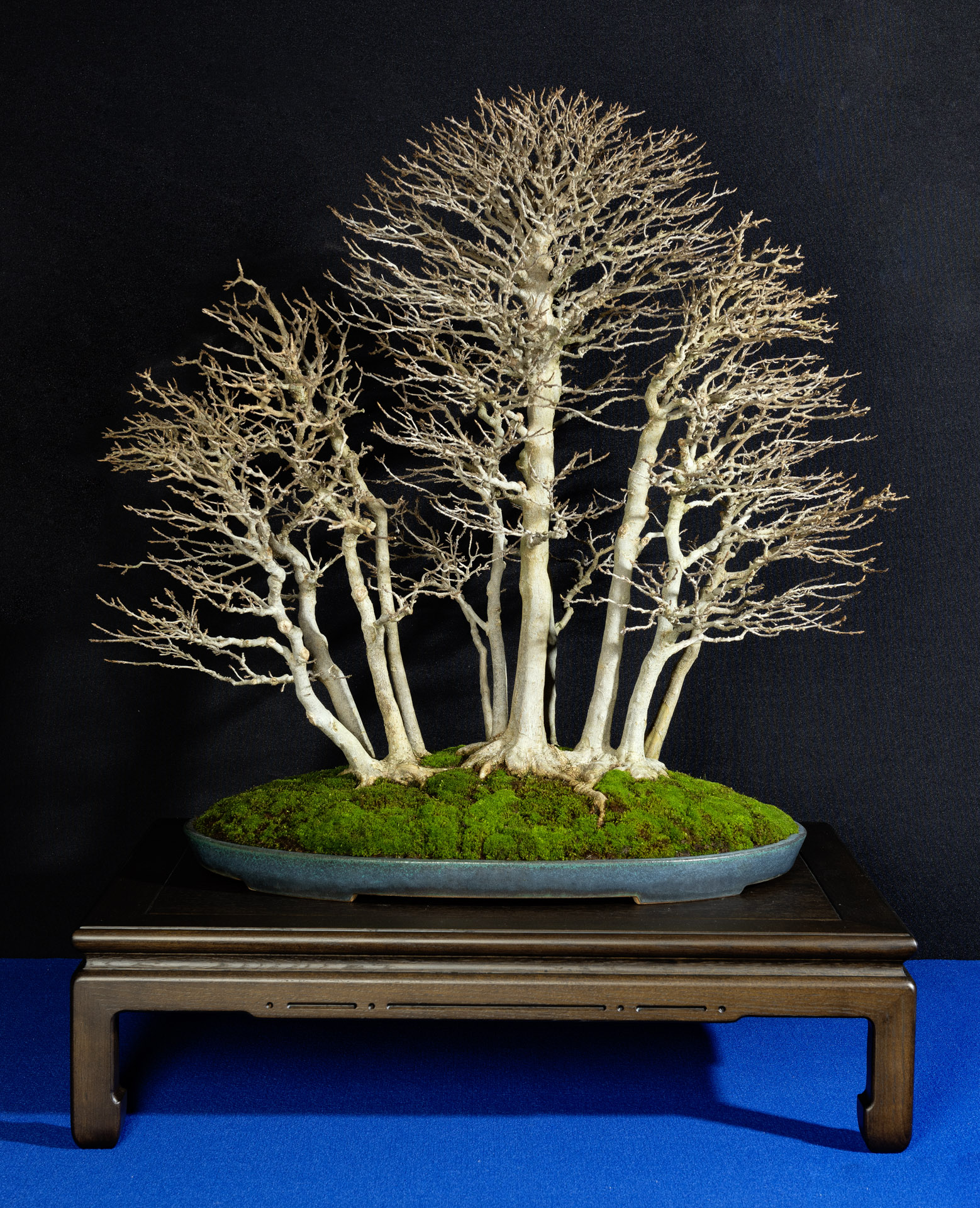 The more the better – Bonsai Today