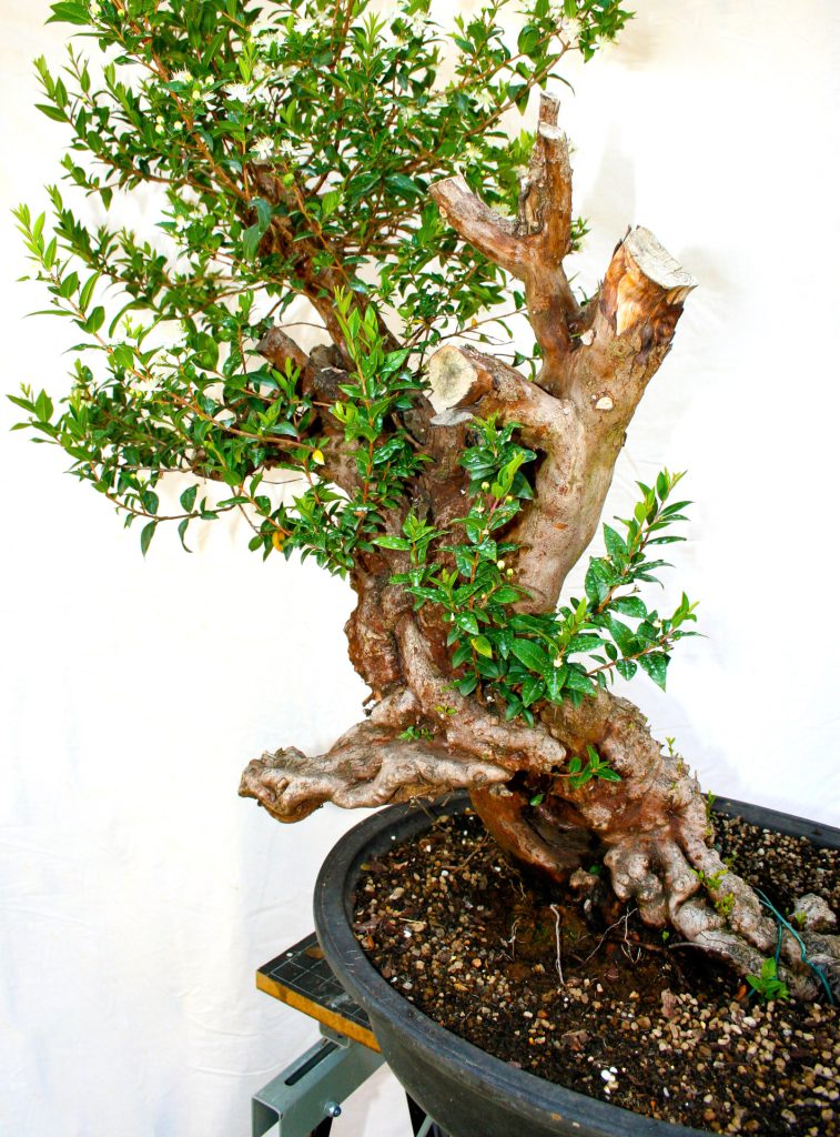 The mythical tree – Bonsai Today