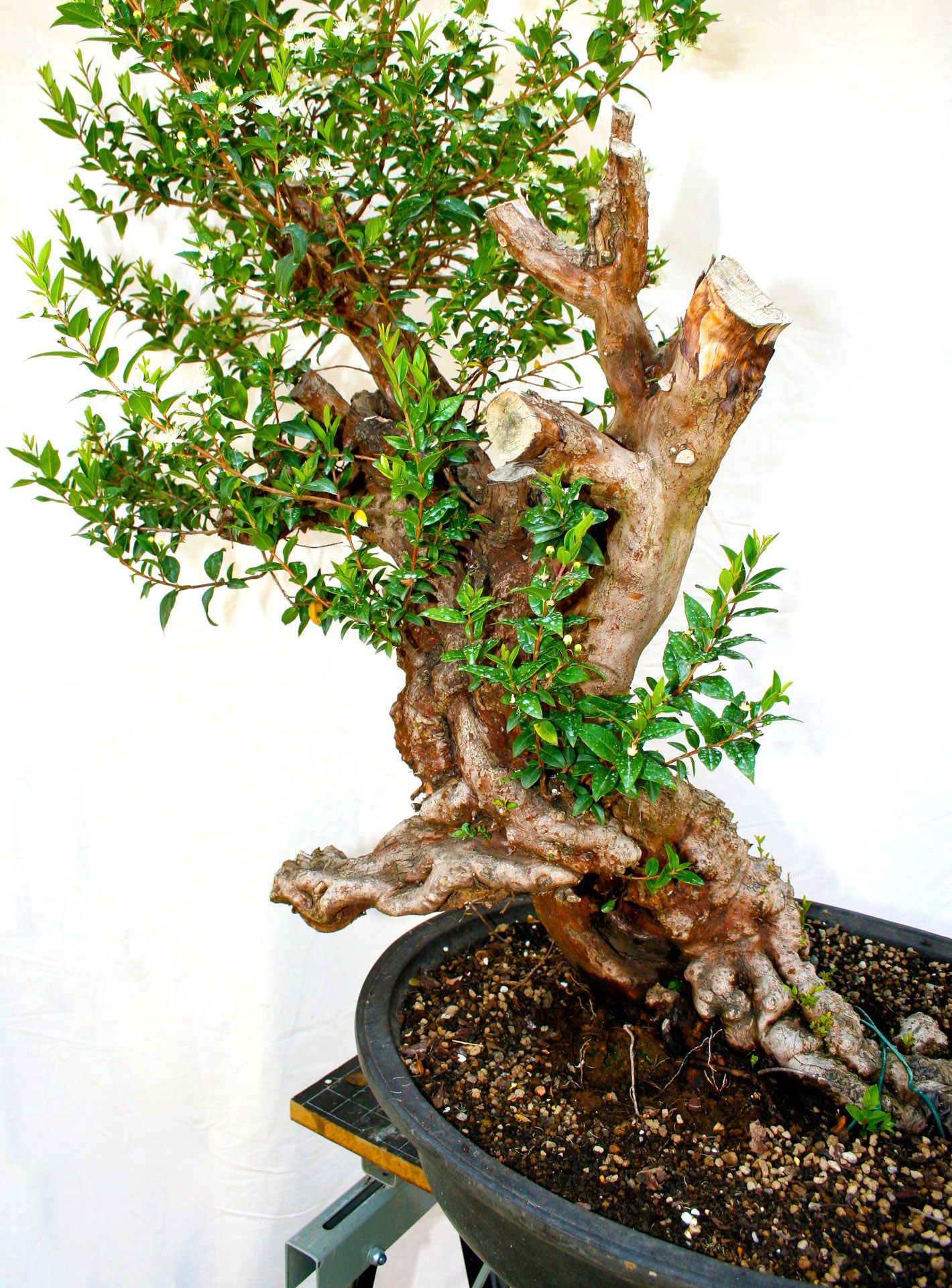 The mythical tree – Bonsai Today