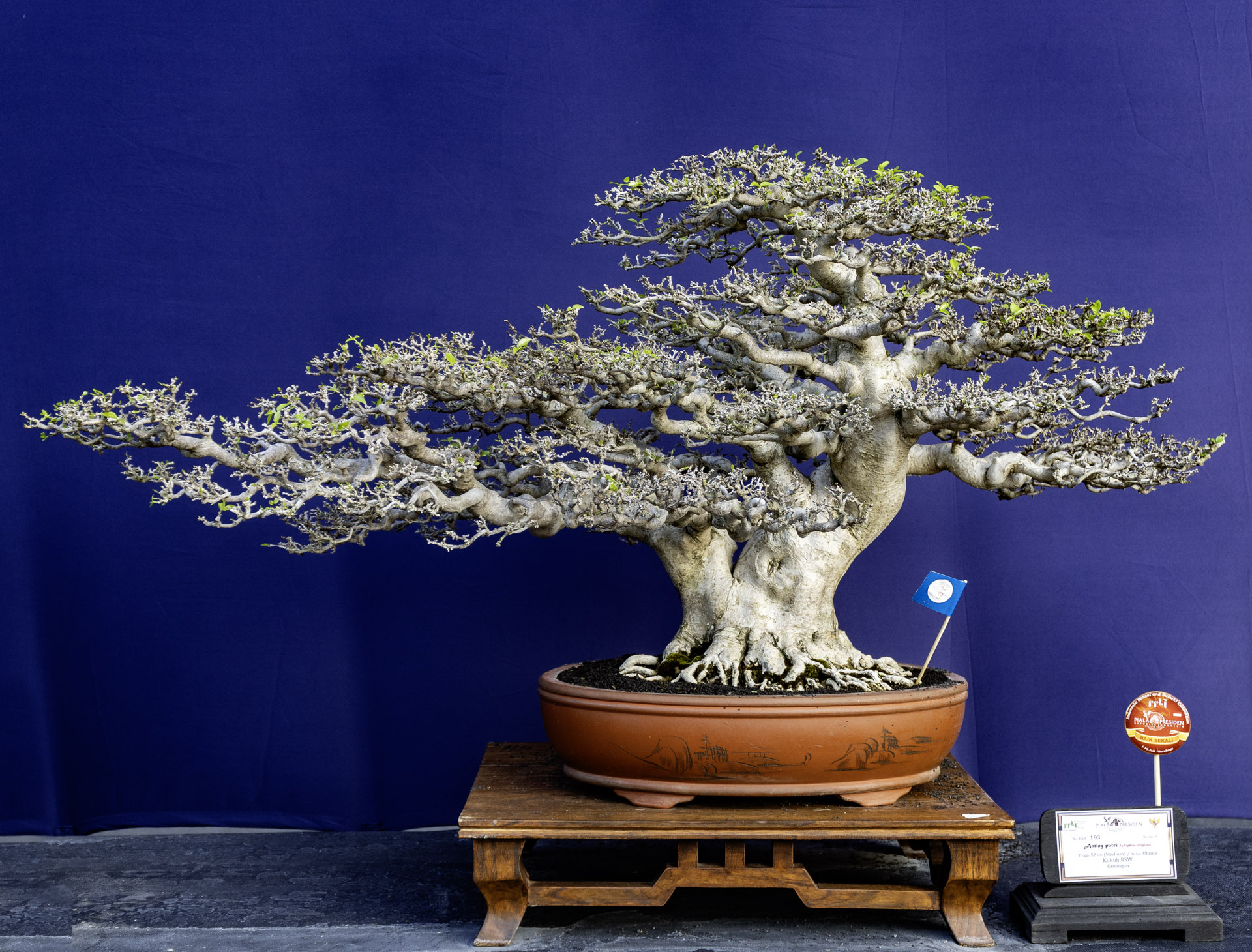Surabaya Bonsai – Bonsai Today