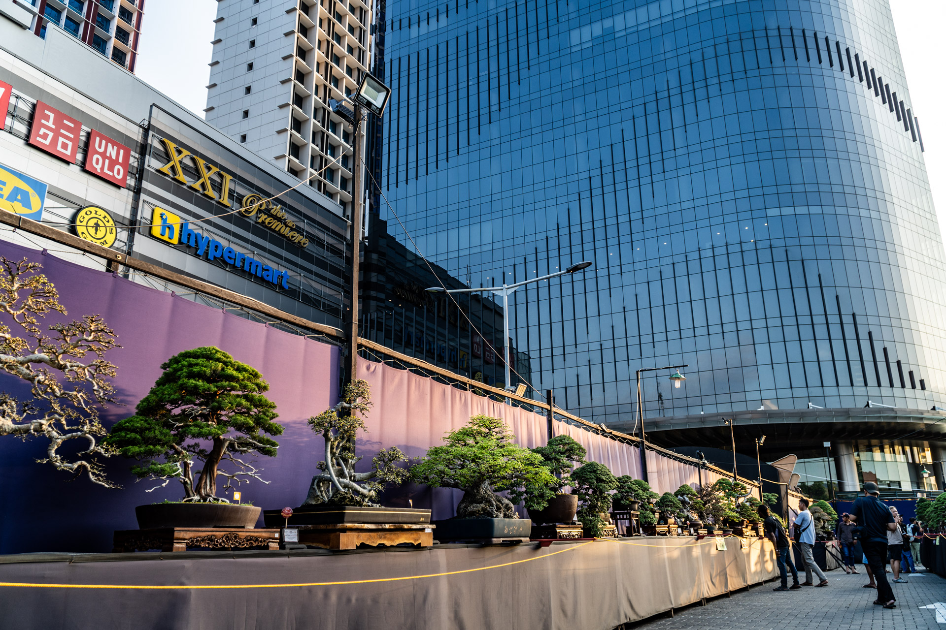 Surabaya Bonsai – Bonsai Today