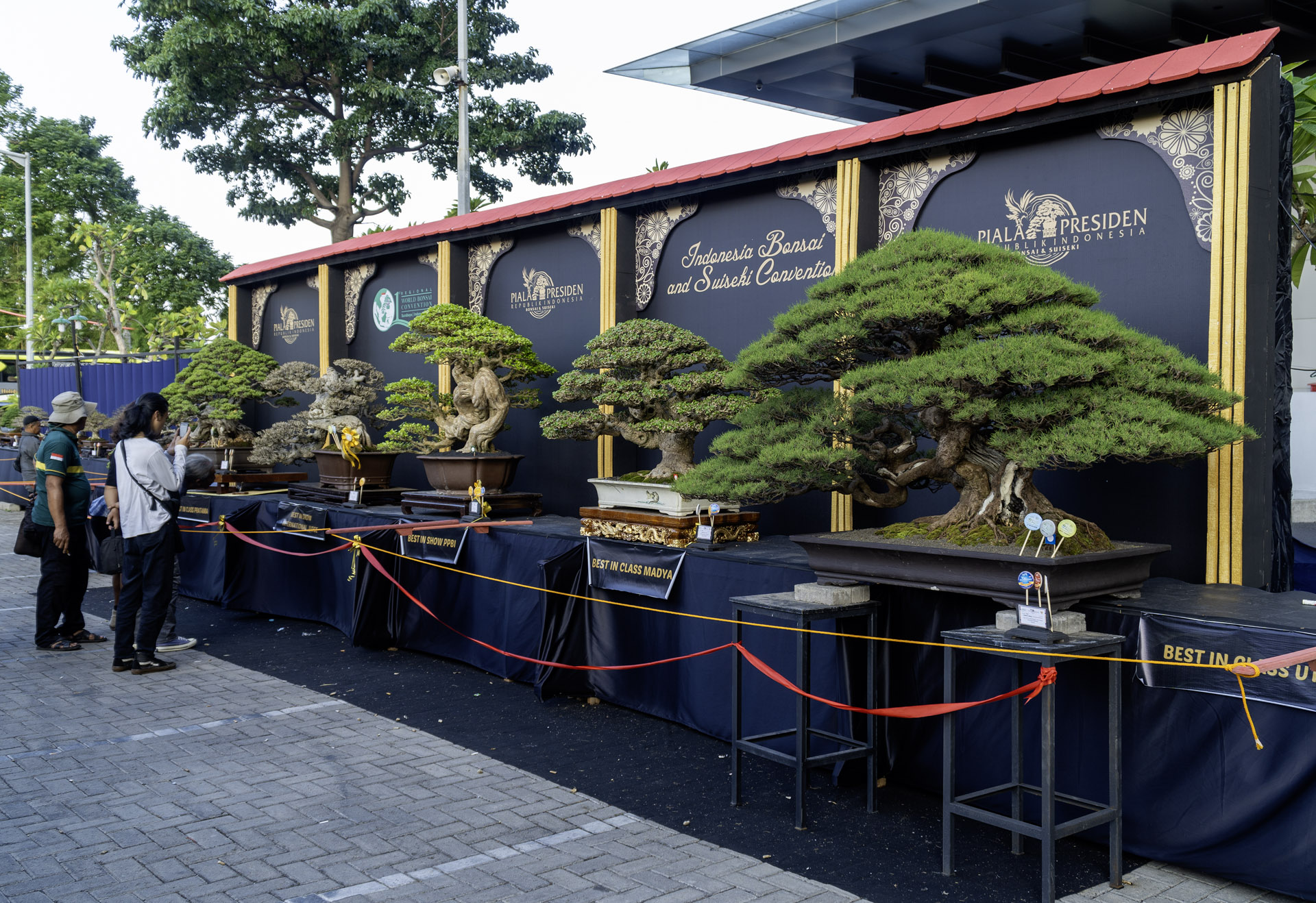 Surabaya Bonsai – Bonsai Today